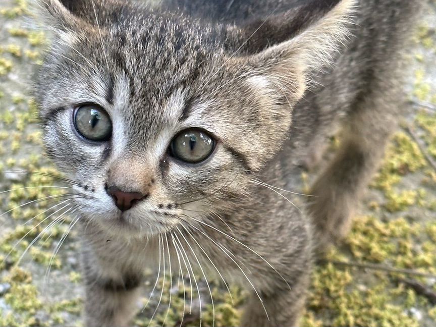 Котенок мальчик в добрые руки
