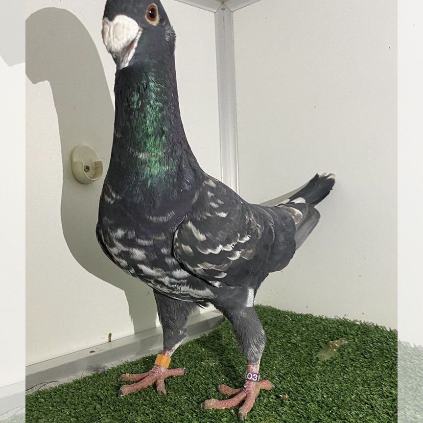 Голуби Немецкие выставочные