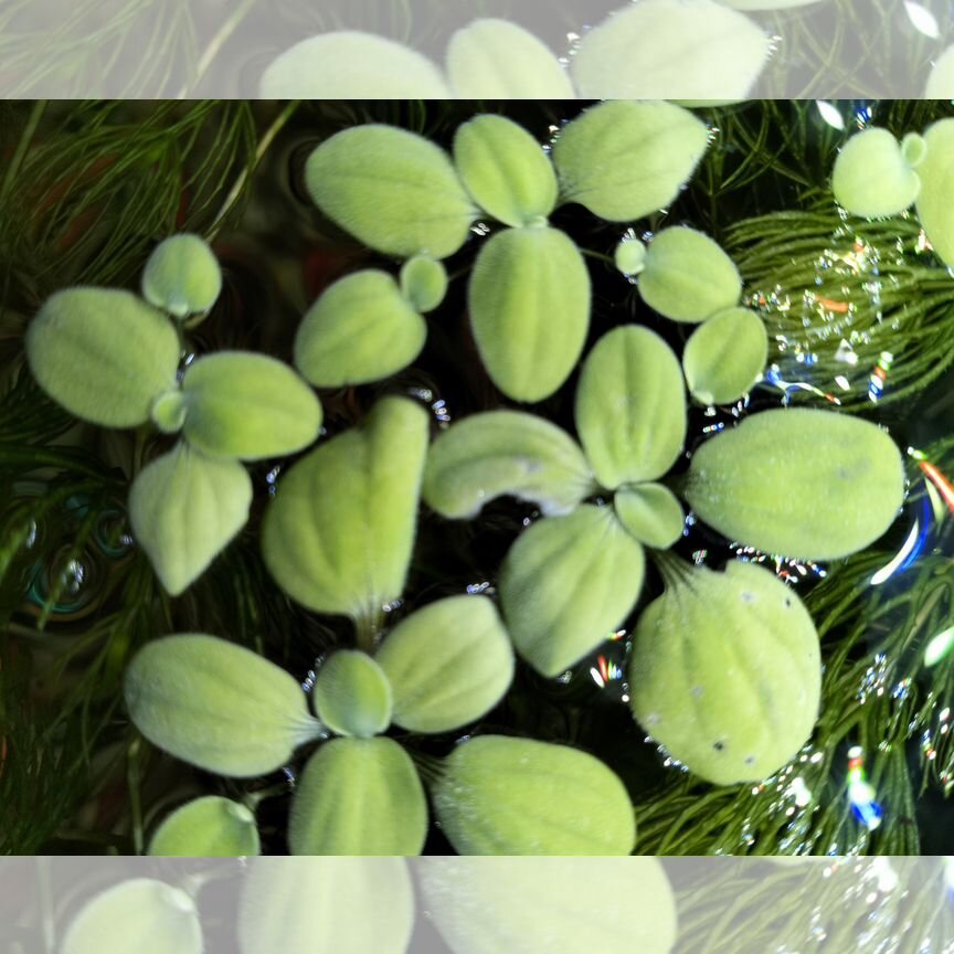 Пистия в аквариум