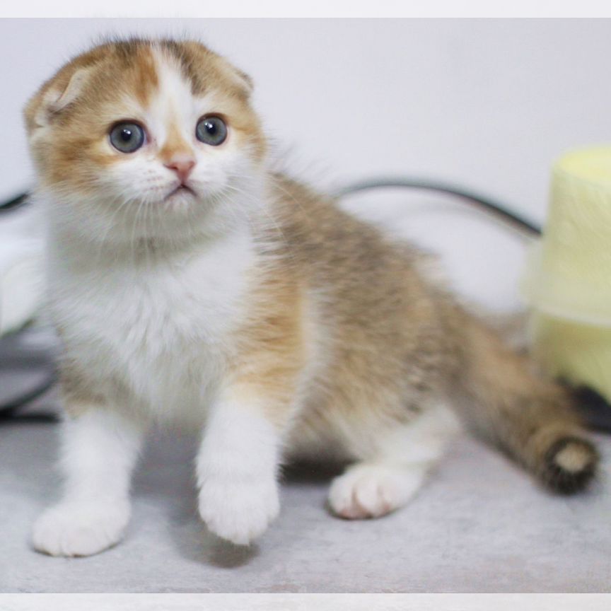 Шотландский вислоухий короткошёрстный котёнок