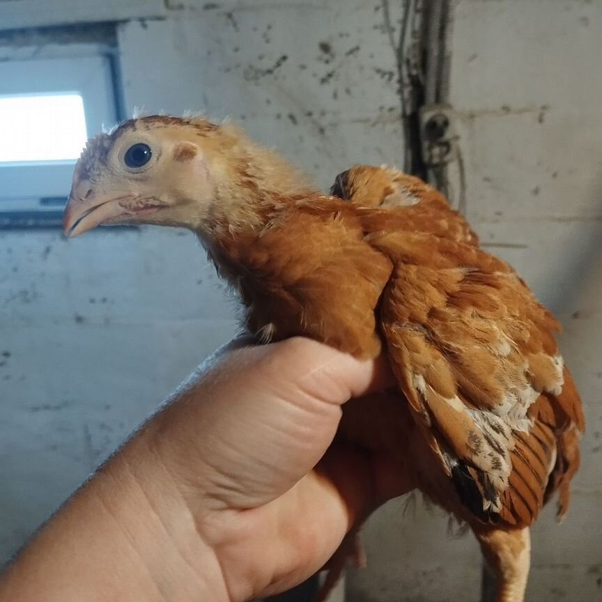 Редбро цыплята