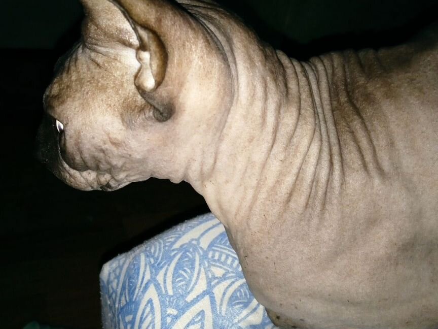 Канадский сфинкс