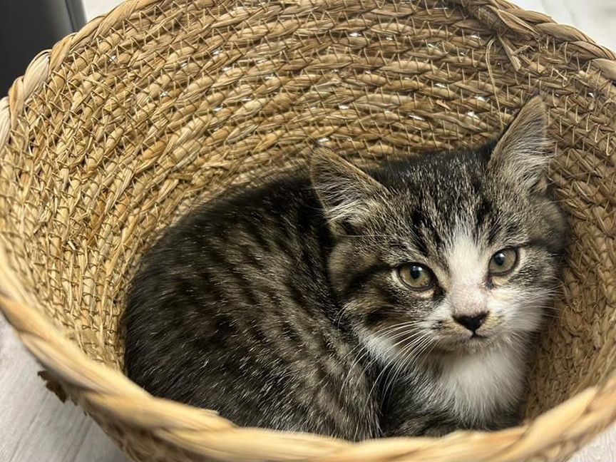 Котенок в добрые руки