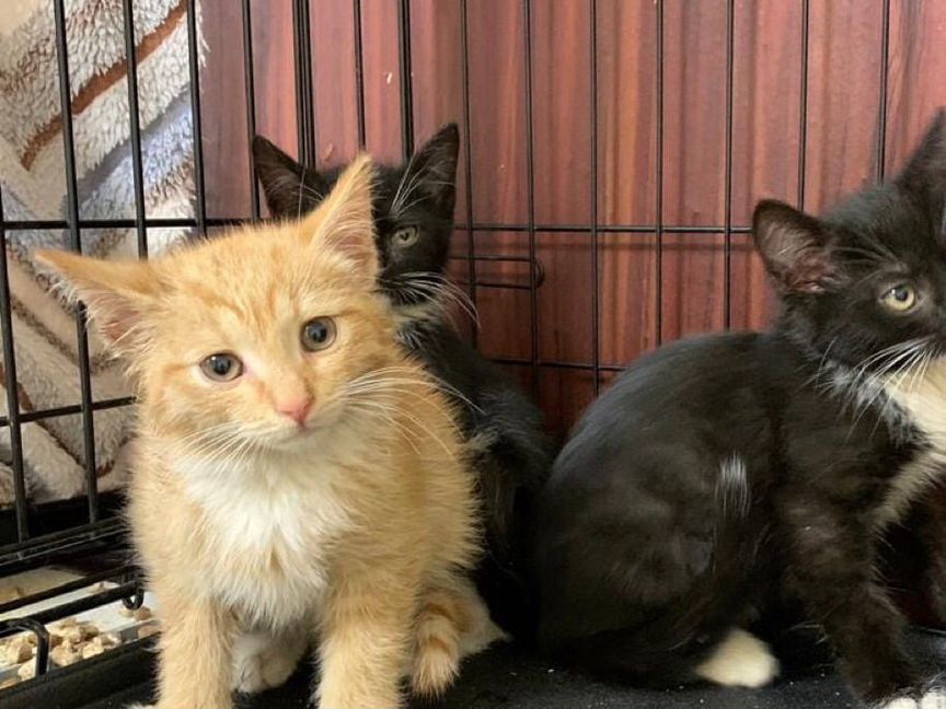Котятки лапушки