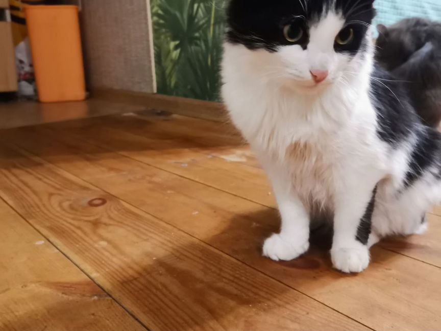 Молоденькие котики 4,5 месяца