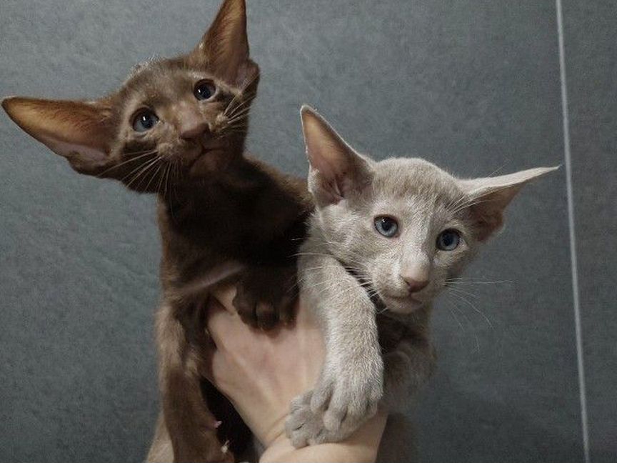 Ориенталы парнишки