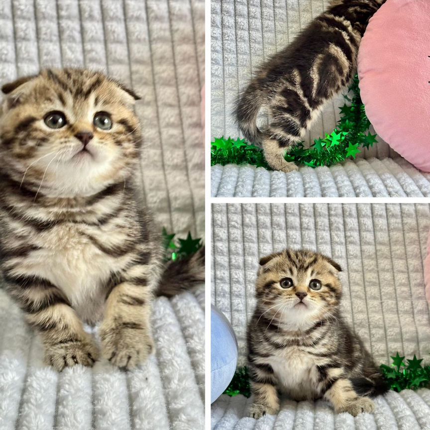 Шотландские котята