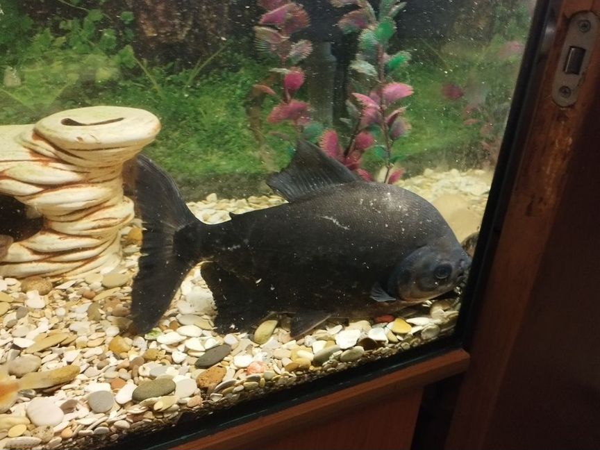 Аквариумные рыбки