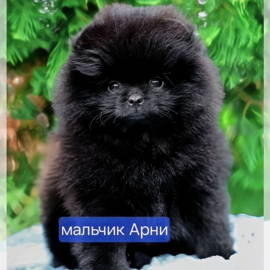 Померанский шпиц, щенок