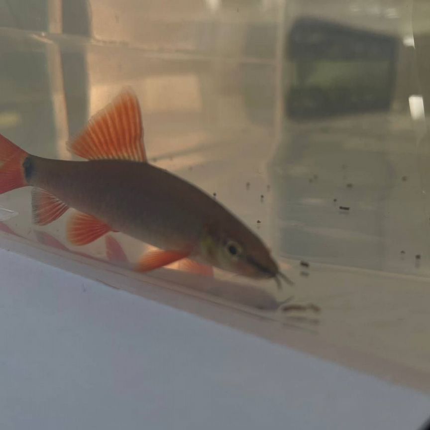 Таиландский лабео 6см