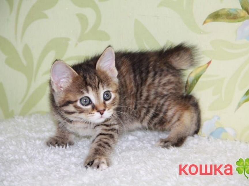 Котята Курильские Бобтейлы