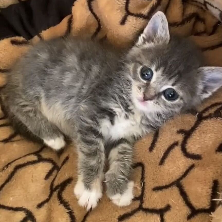 Котёнок в добрые руки