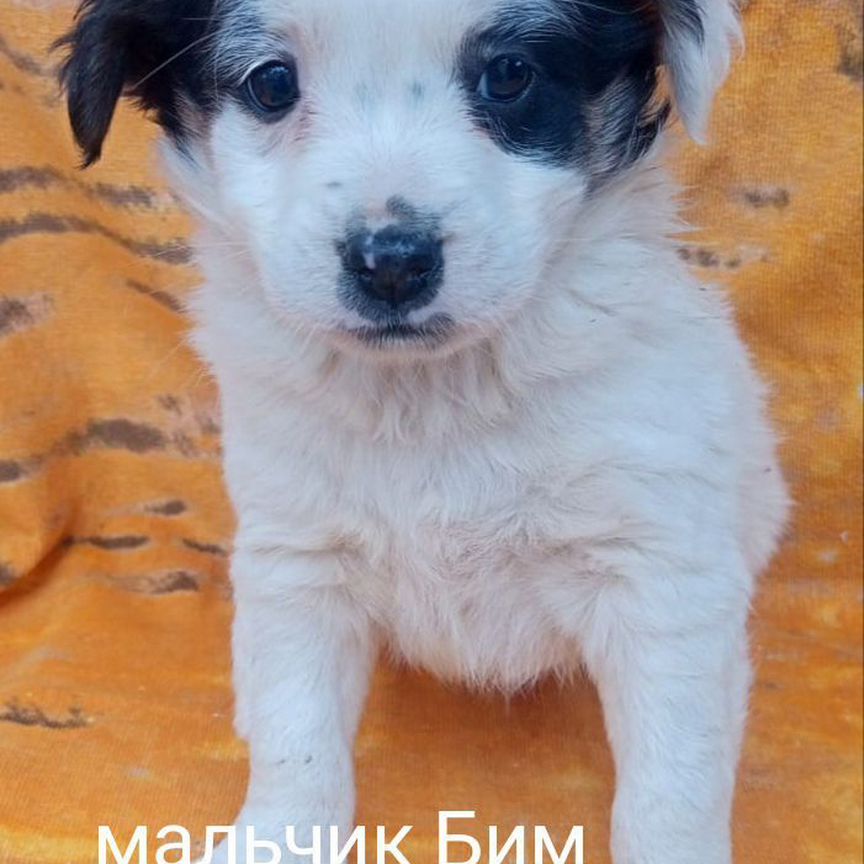 Щенок Бим 1,5 мес