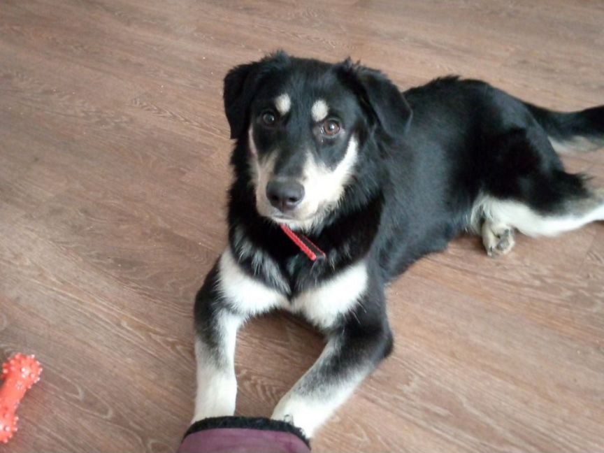 Молодая собачка Фанта в добрые руки