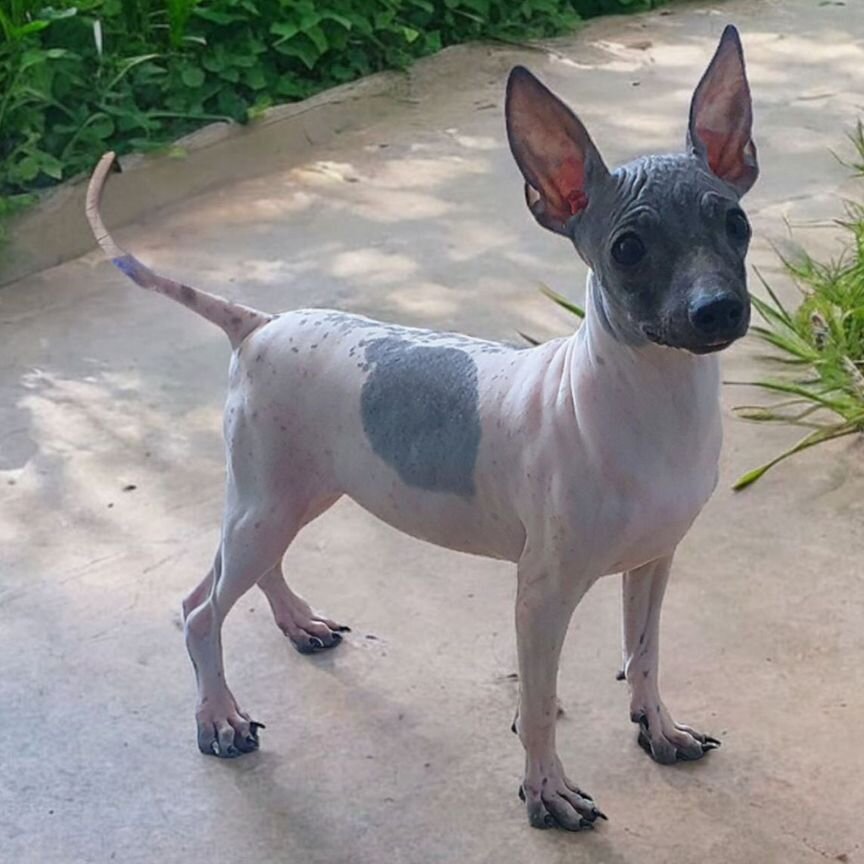 Минюшка Американского голого терьера