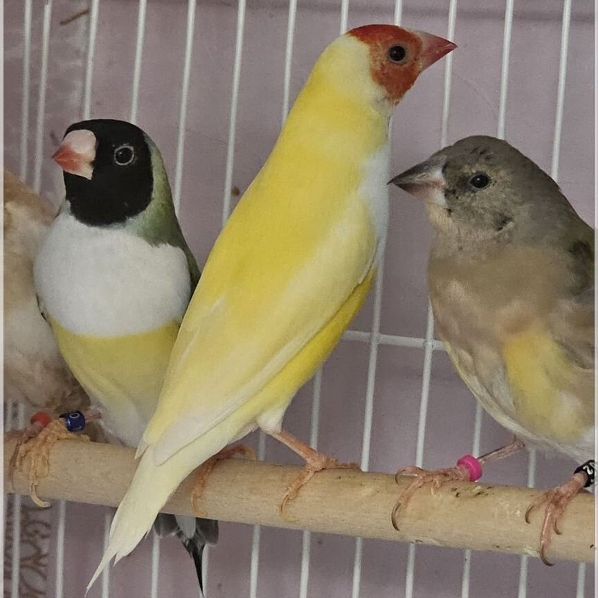 Амадины гульда самочка