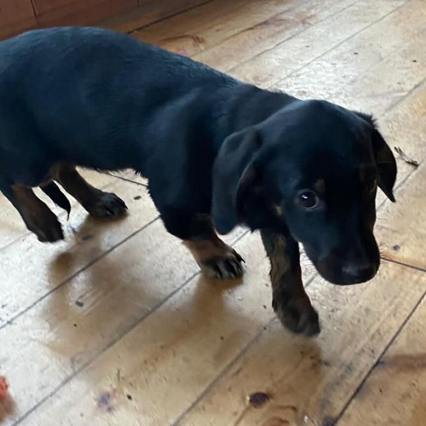 Такса, щенок