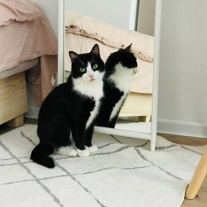 Кошка в добрые руки