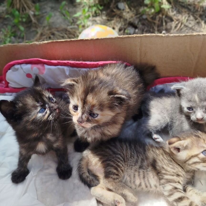 Котенок
