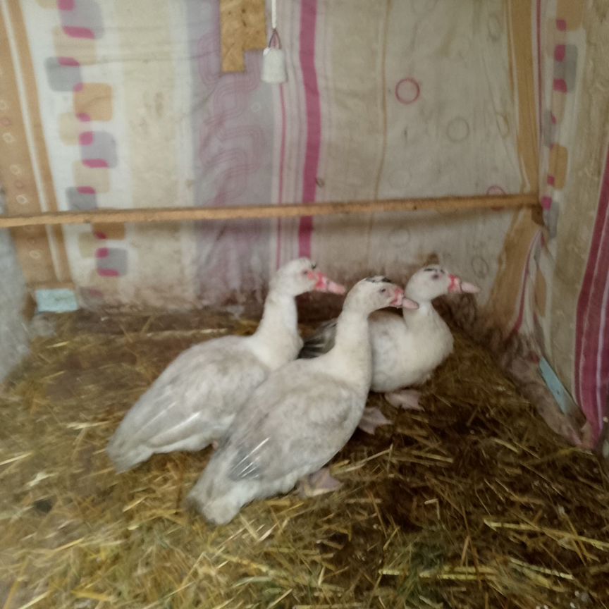 Селезень индоутки