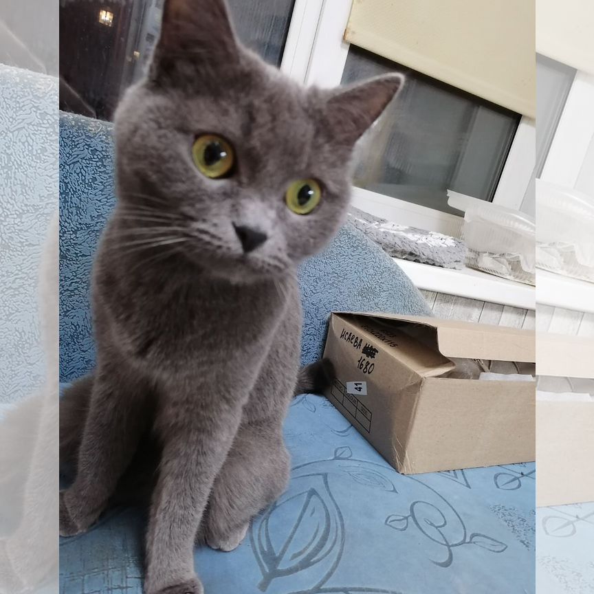 Взрослая кошка в добрые руки