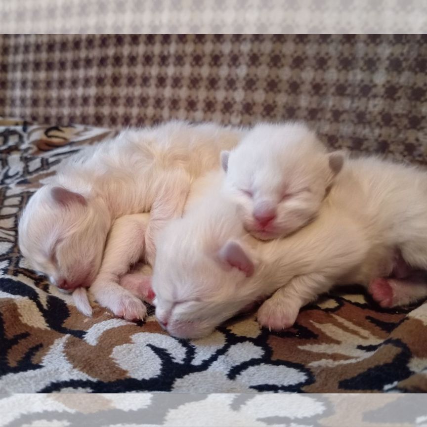 Невский маскарадный котёнок
