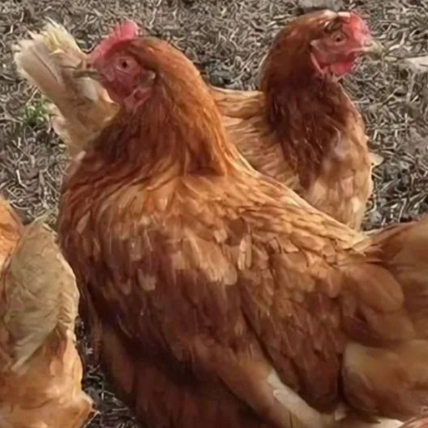 Куры несушки