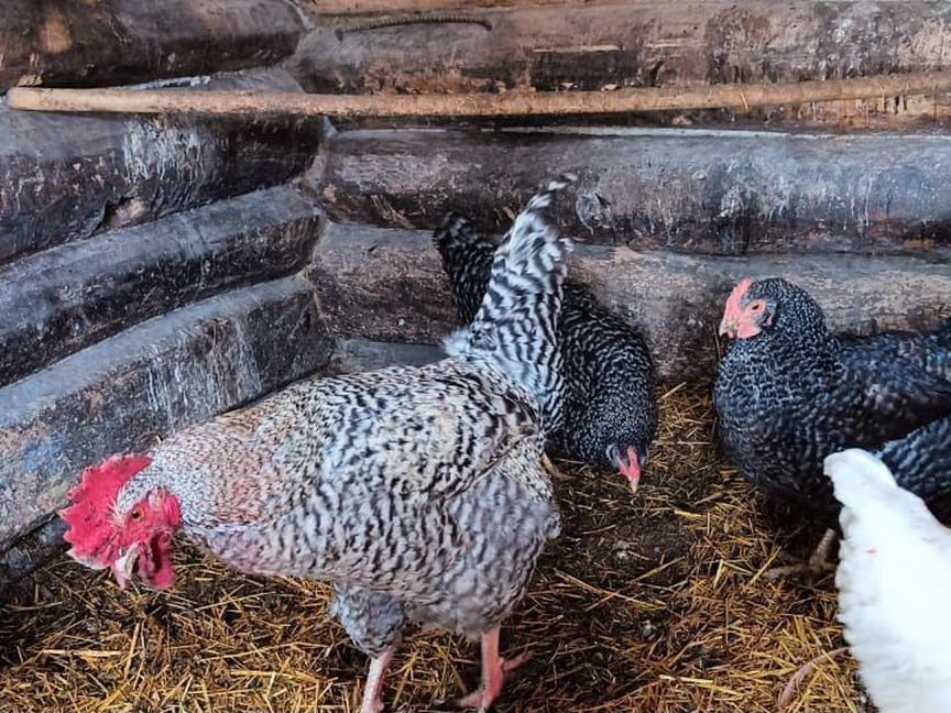 Петухи домашние