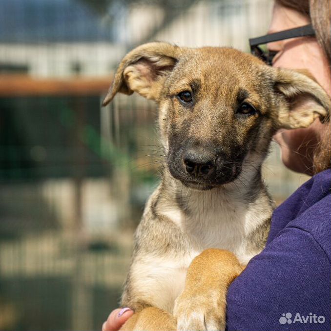 Маленькая красавица Хильда в самые добрые руки