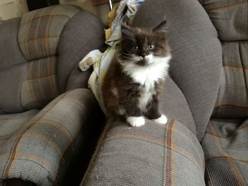 Котенок в добрые руки