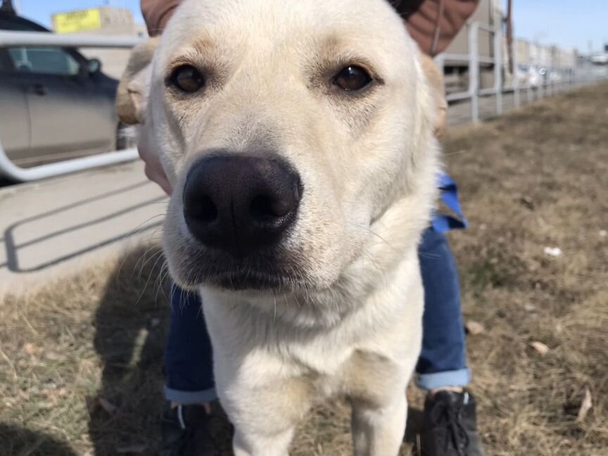 Найдена собака у Алмаза