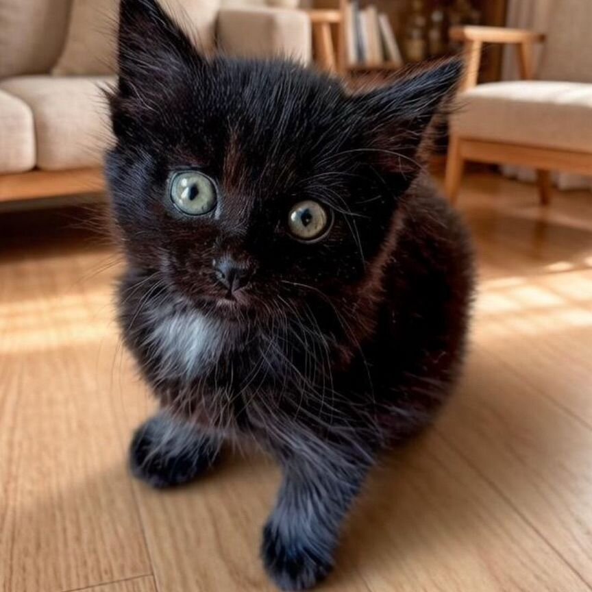 Котёнок в добрые руки