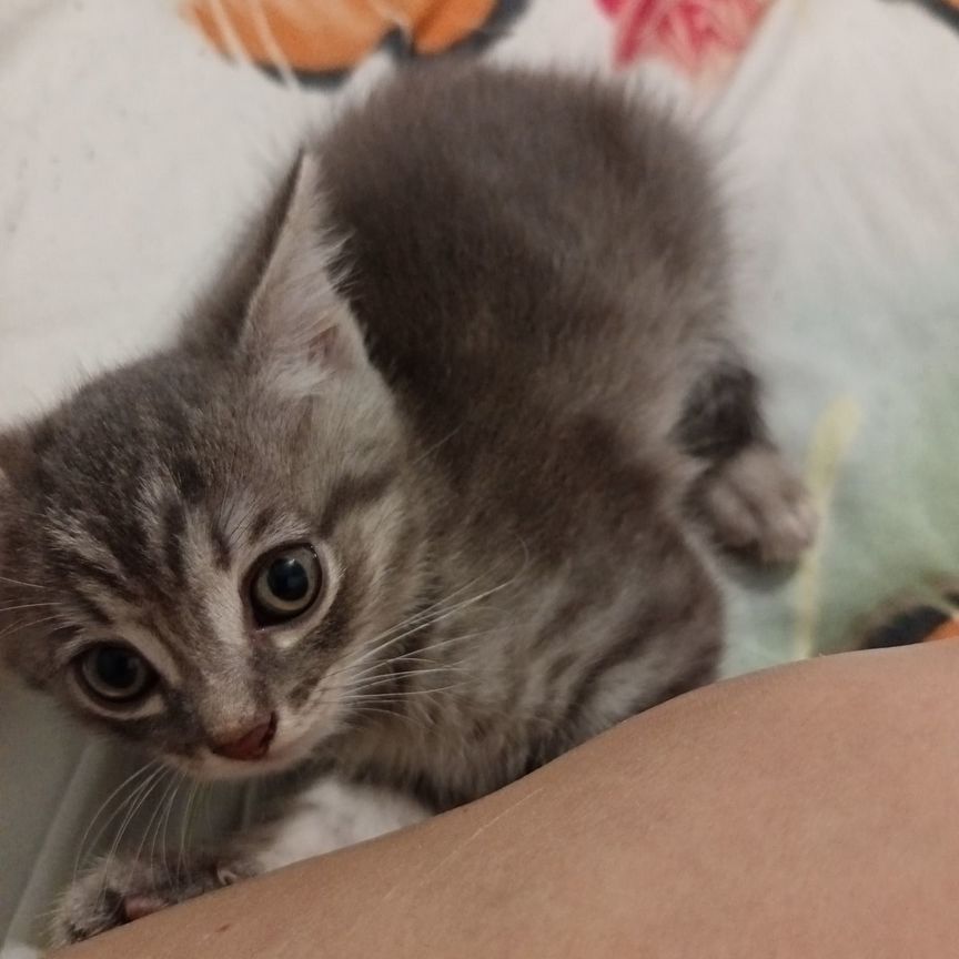 Анатолийская кошка