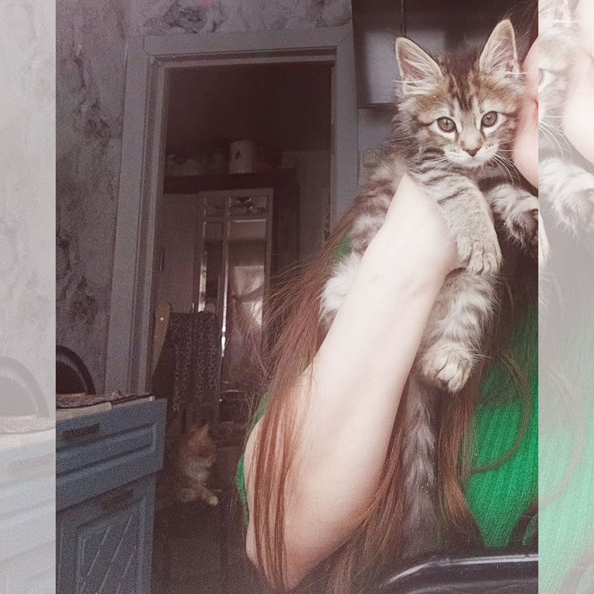 Мейн-кун котёнок