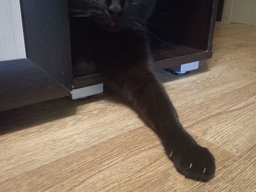 Кот в добрые руки