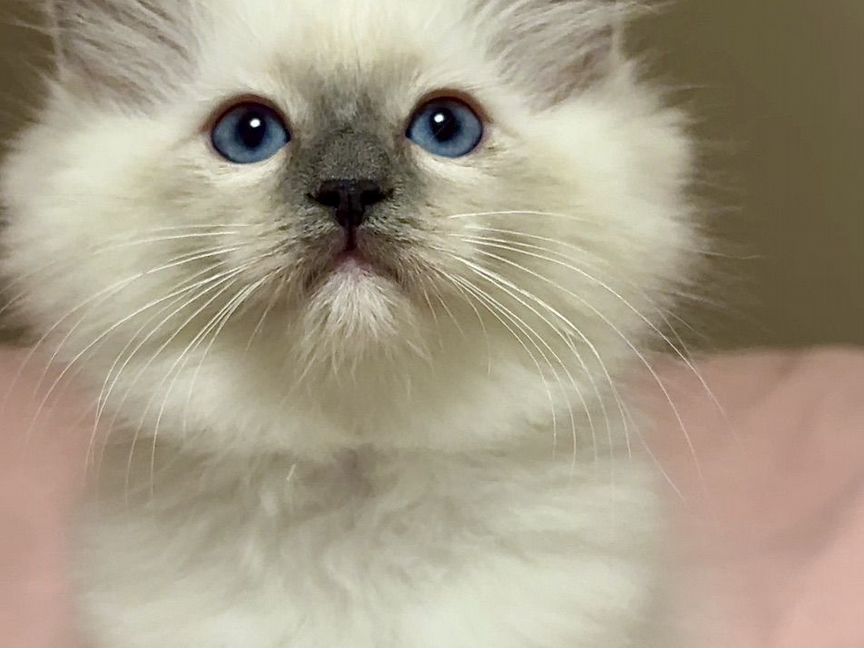 Котята рэгдолл