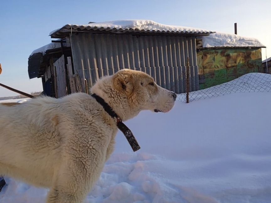 Среднеазиатская овчарка алабай в добрые руки