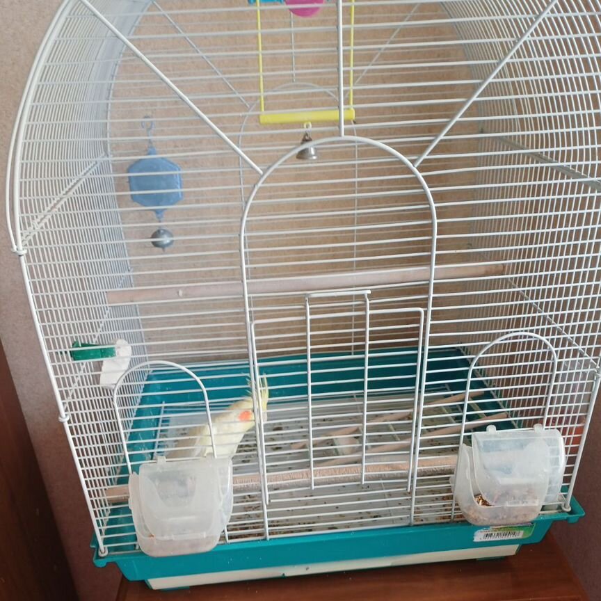 Попугай корелла с клеткой