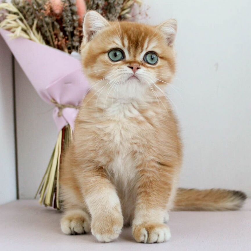 Котик золотая шиншилла by12