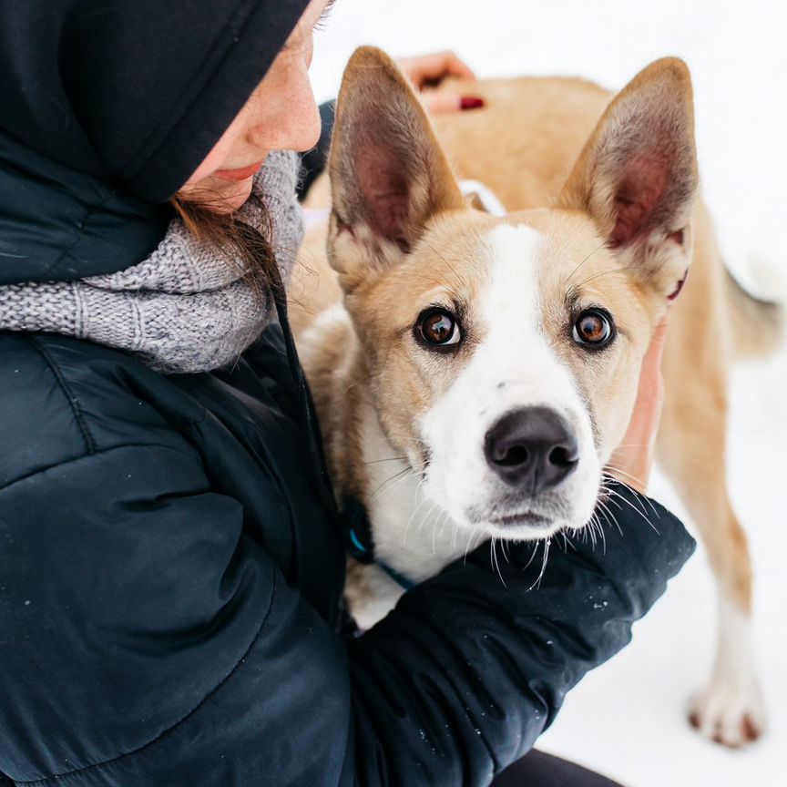 Щенок в добрые руки