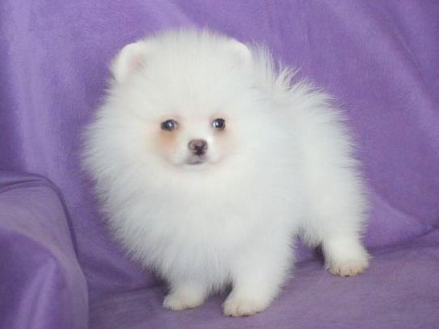 Шпиц щенки айс крем