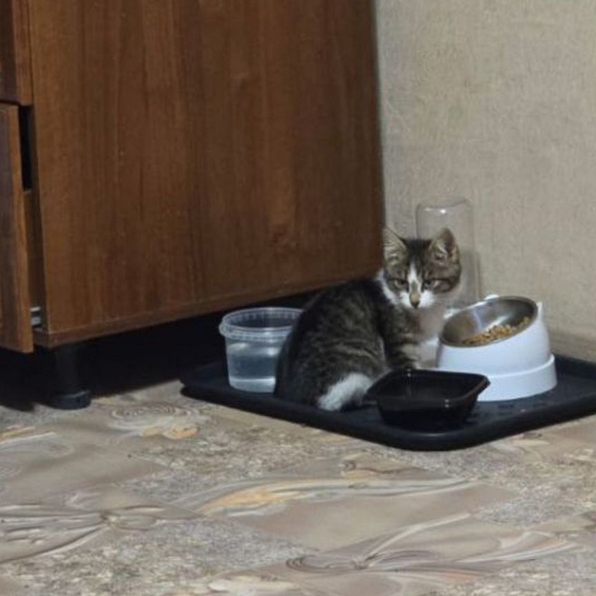 Котёнок в добрые руки