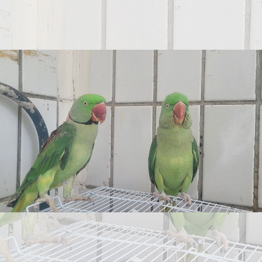 Александрийский попугай
