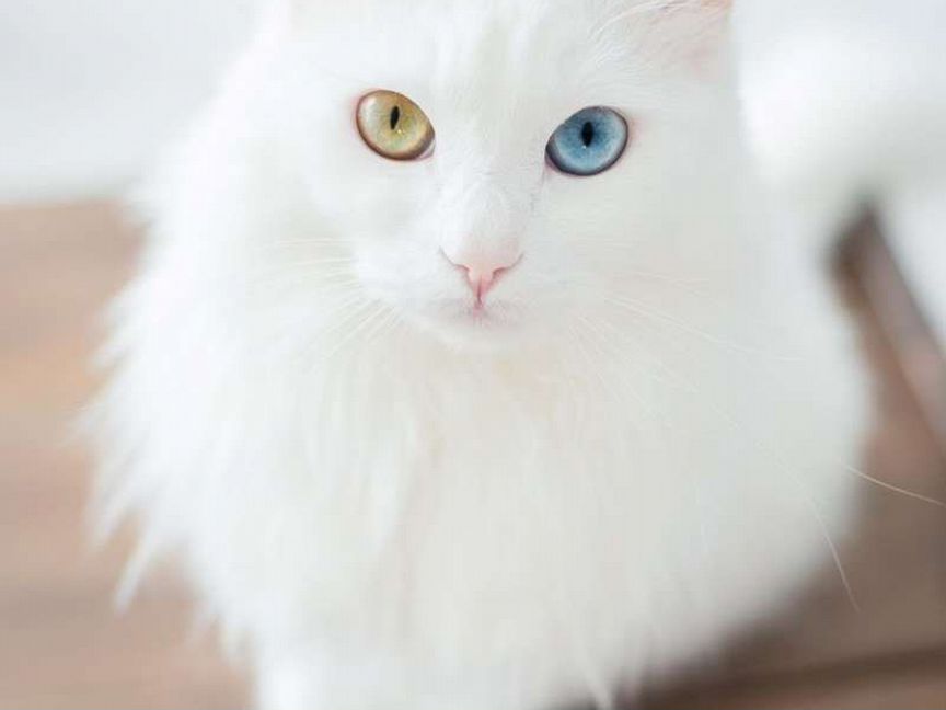 Кот с разноцветными глазами