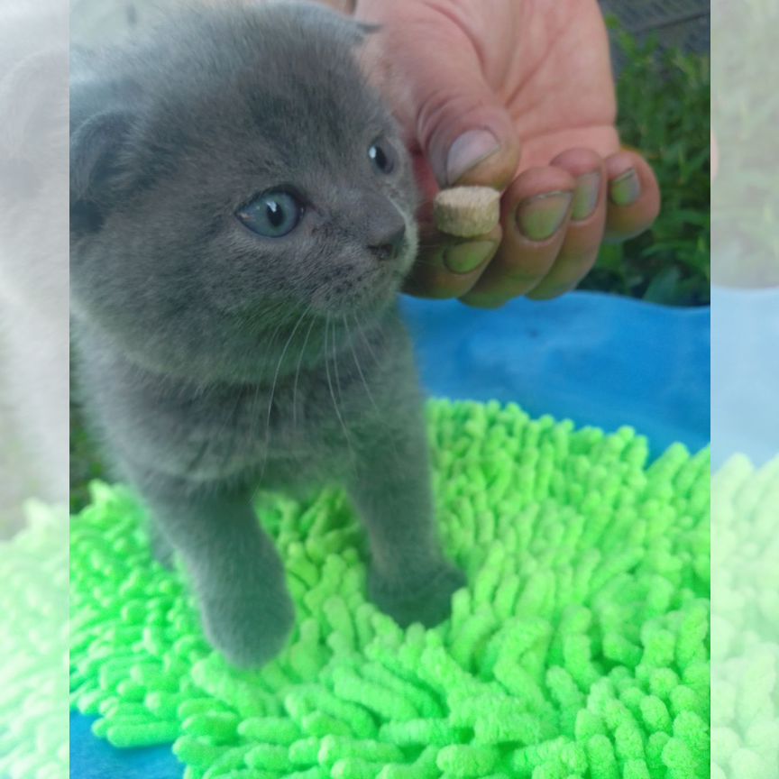 Шотландский котёнок