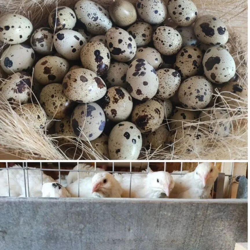 Яйца перепелиные домашние