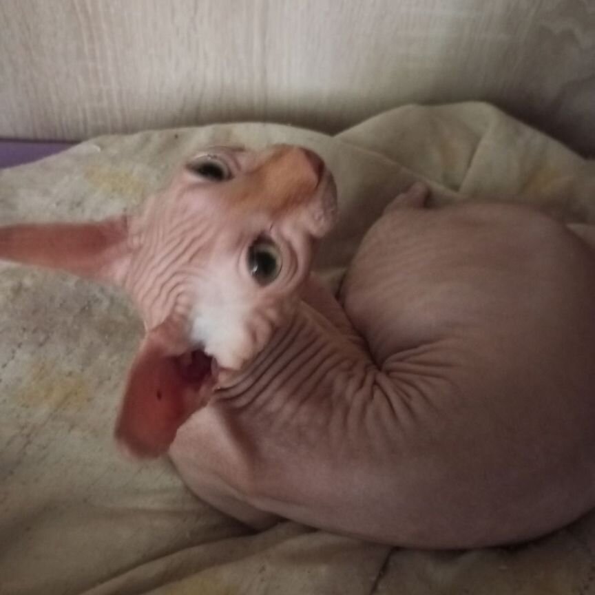Канадский сфинкс котенок