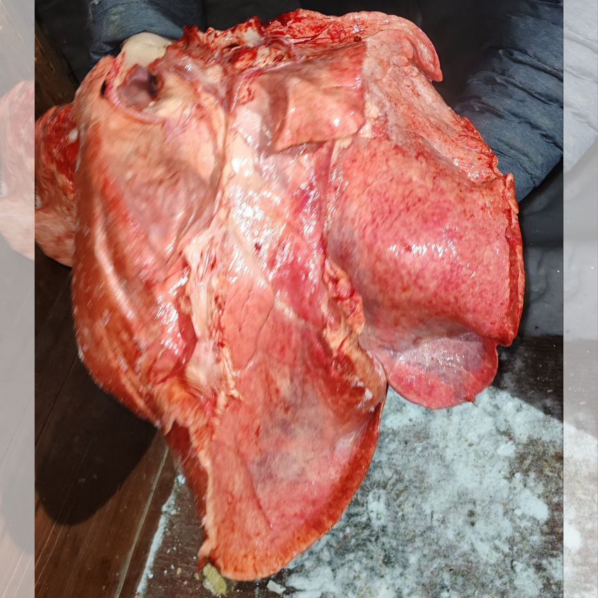 Легкое для собак