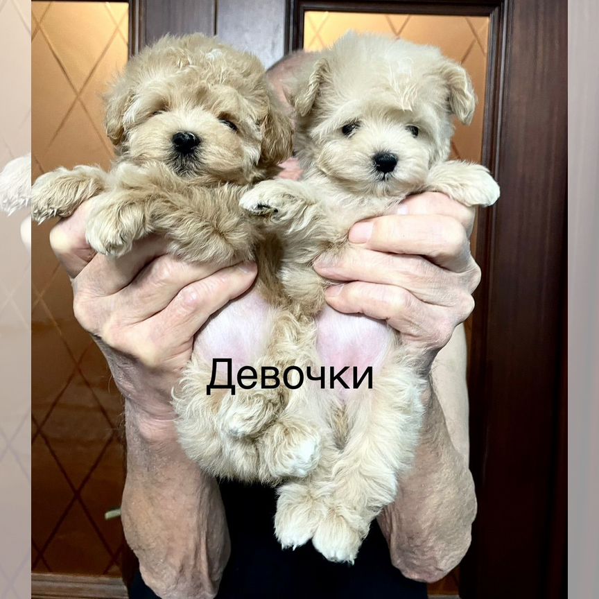 Мальтипу, щенок