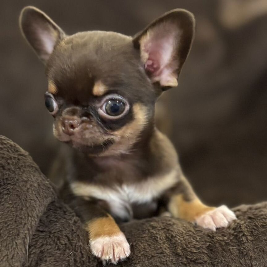 Чихуахуа, щенок